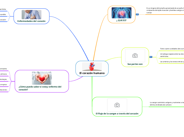 El corazón humano - Mind Map